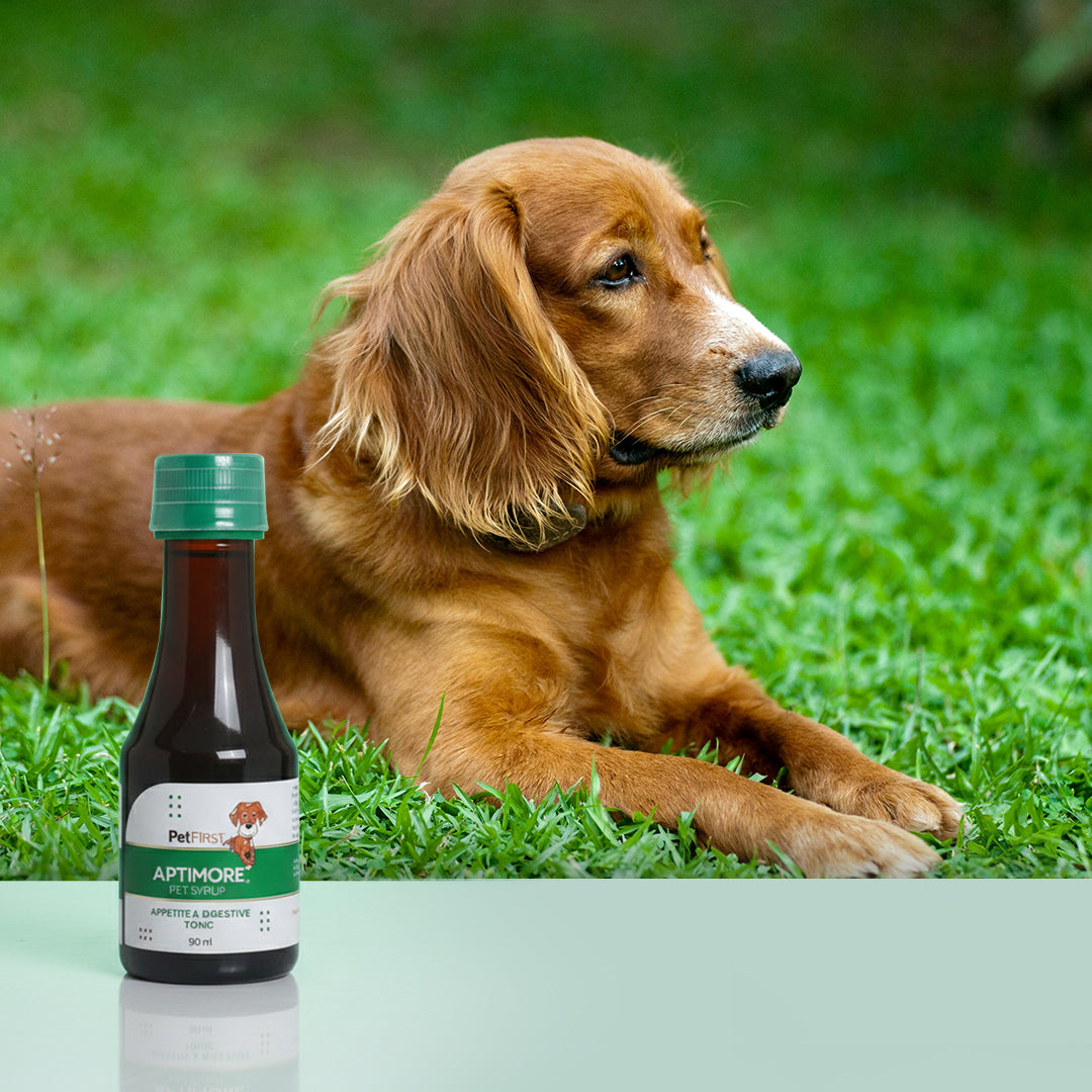 Best Ayurvedic Digestive Tonic Medicine for Dogs in India Online